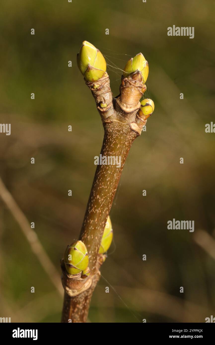 sycamore maple (Acer pseudoplatanus Stock Photo - Alamy