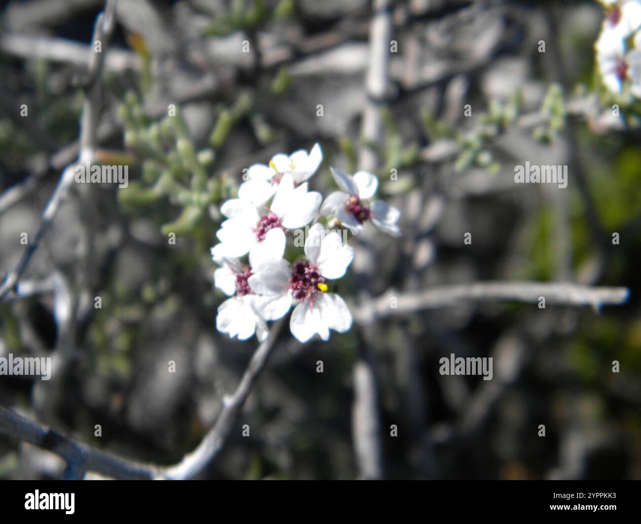 Cape Snow Bush (Eriocephalus africanus Stock Photo - Alamy