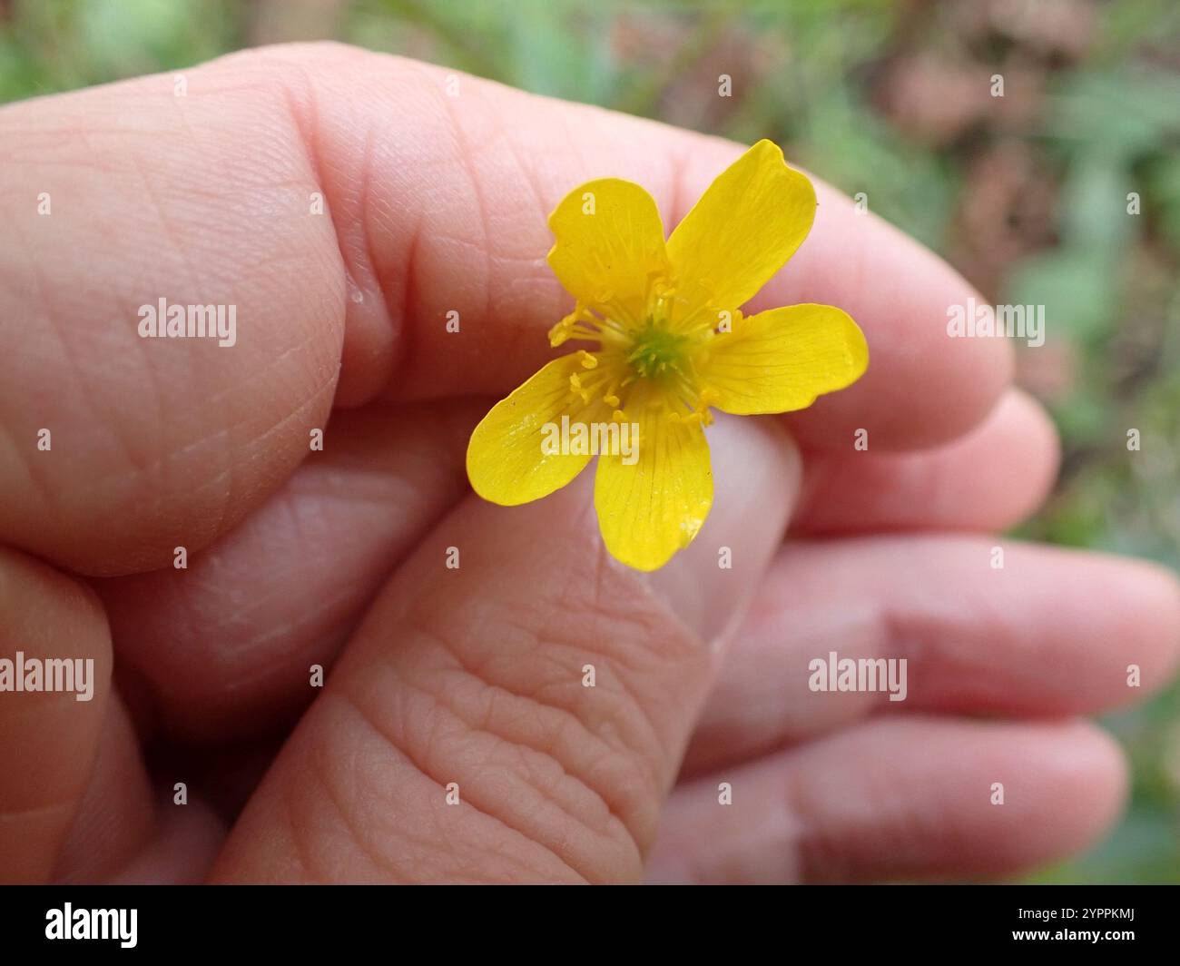 Western Buttercup (Ranunculus occidentalis Stock Photo - Alamy