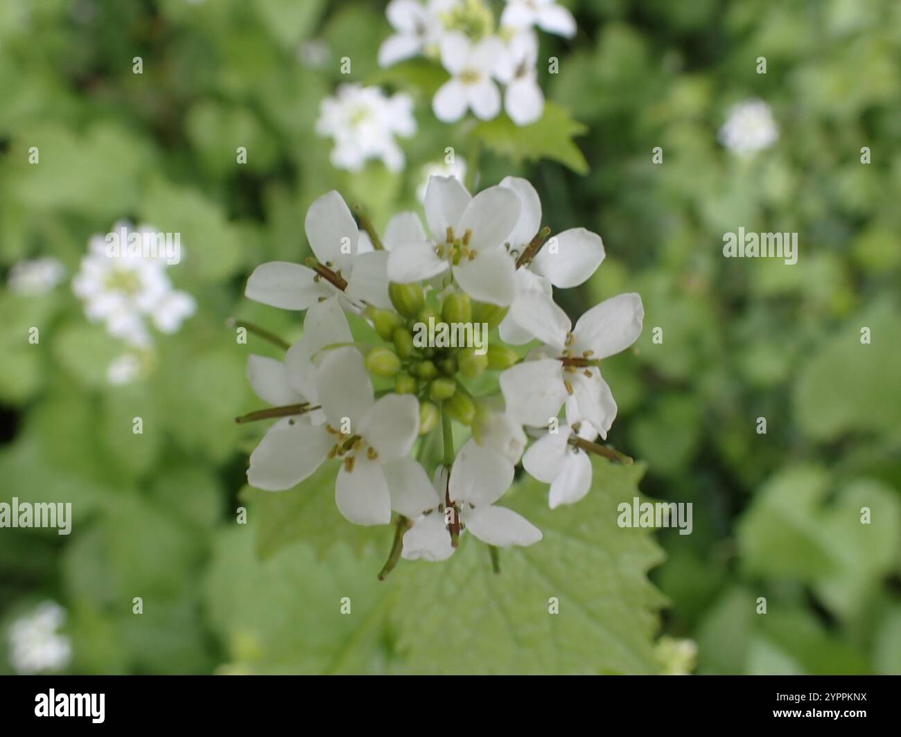 garlic mustard (Alliaria petiolata Stock Photo - Alamy