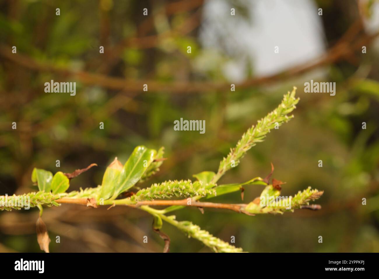 Almond Willow (Salix triandra Stock Photo - Alamy