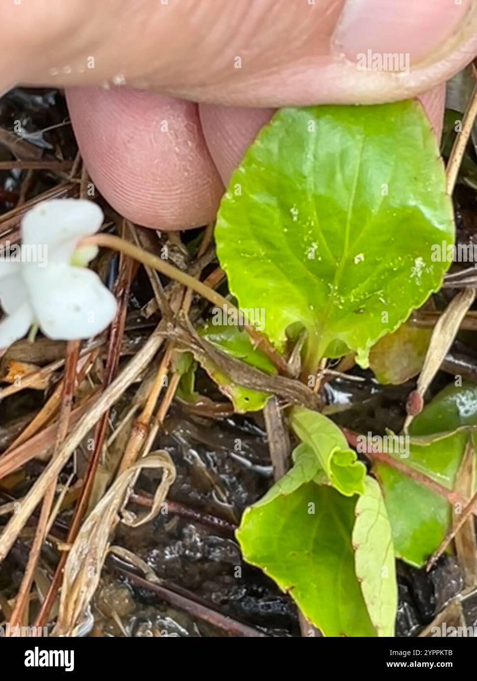 primrose-leaved violet (Viola primulifolia Stock Photo - Alamy