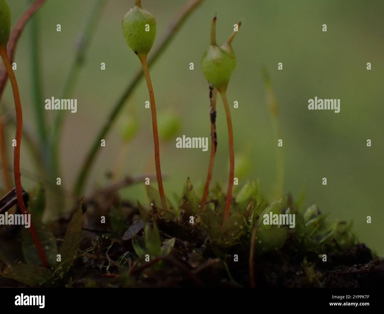 common bladder moss (Physcomitrium pyriforme Stock Photo - Alamy