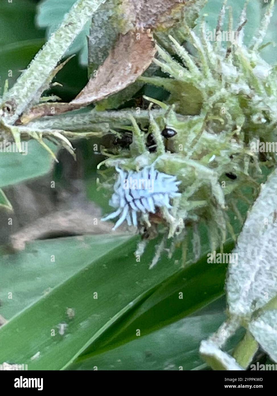 Mealybug Destroyer (Cryptolaemus montrouzieri Stock Photo - Alamy