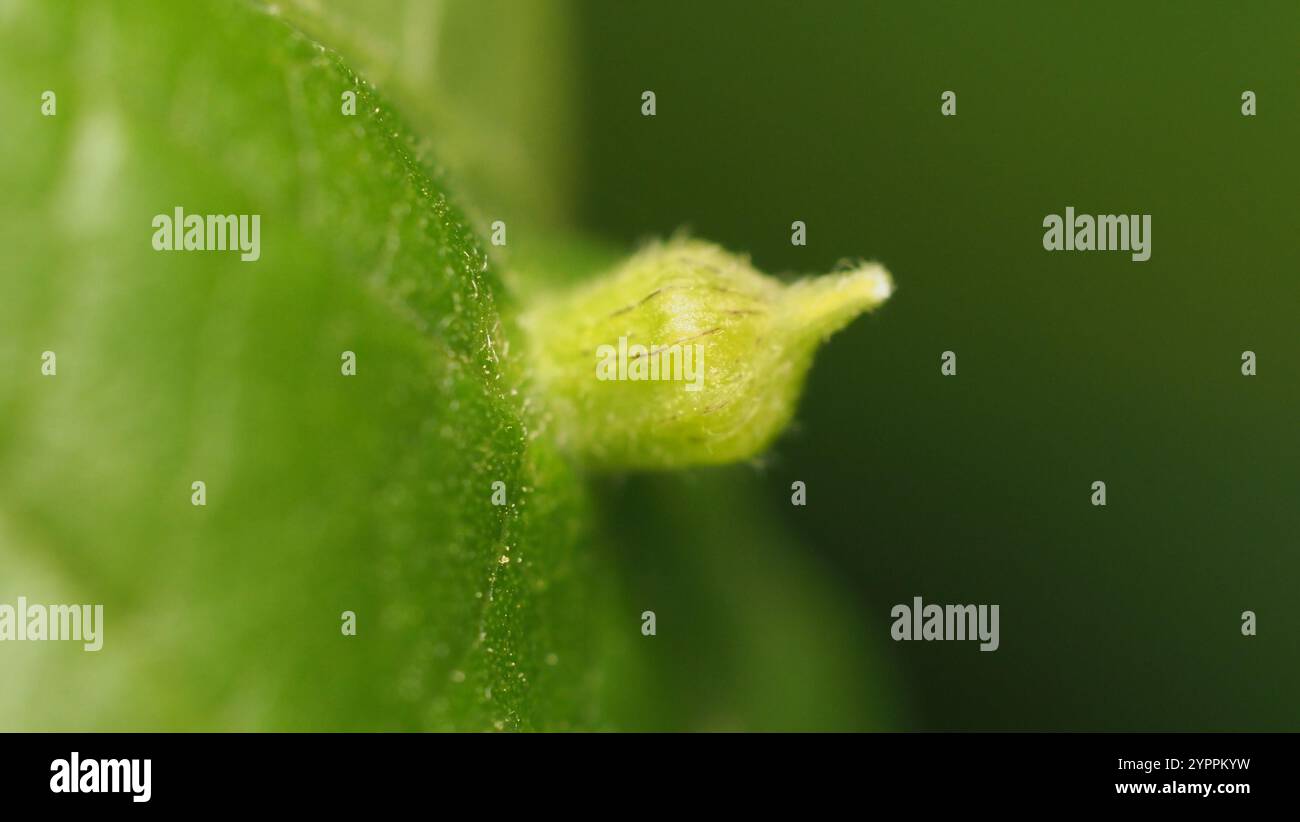 Hackberry Columnar Stem Gall Midge (Celticecis ramicola Stock Photo - Alamy