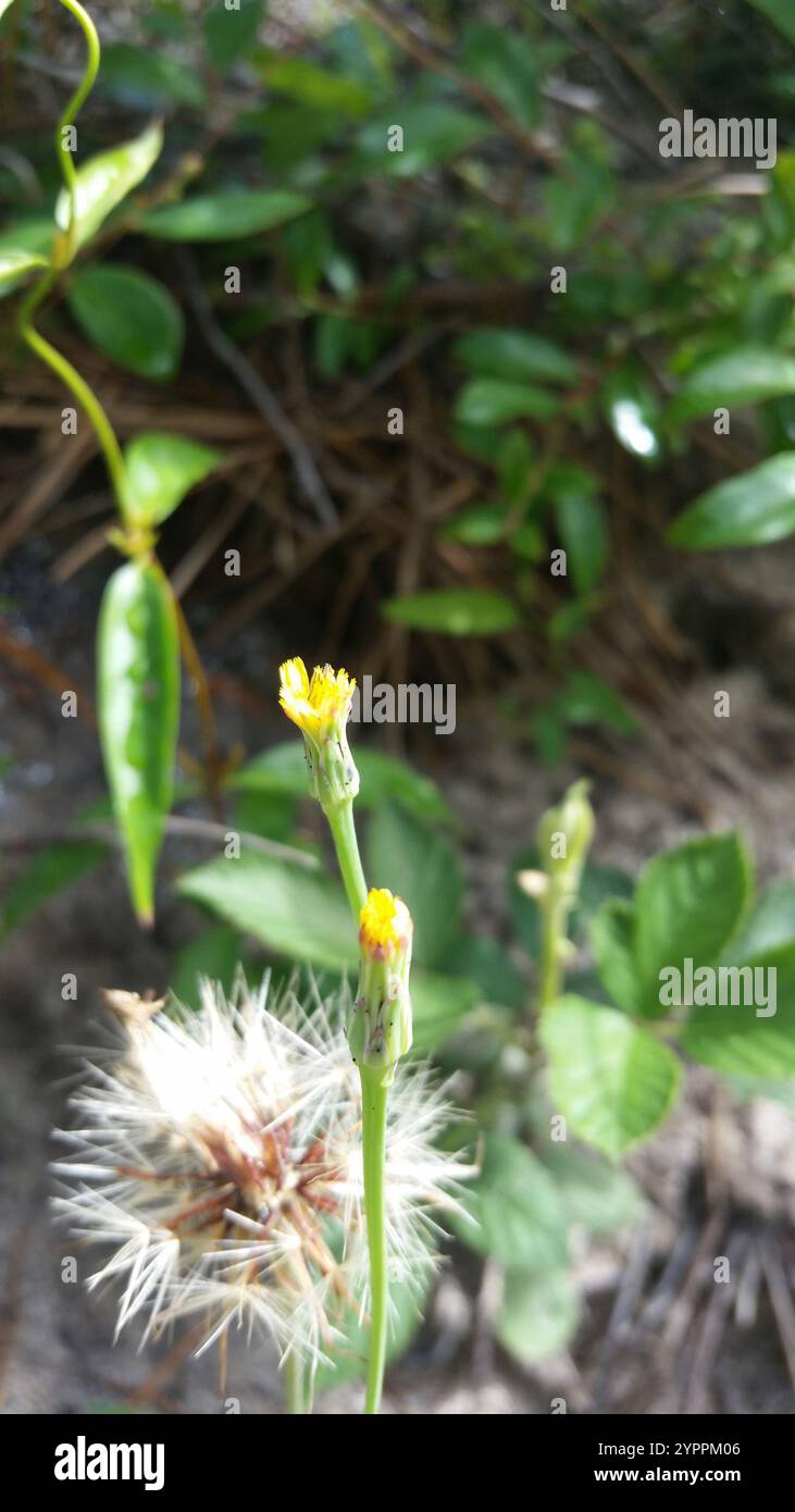 Smooth Cat's Ear (Hypochaeris glabra Stock Photo - Alamy