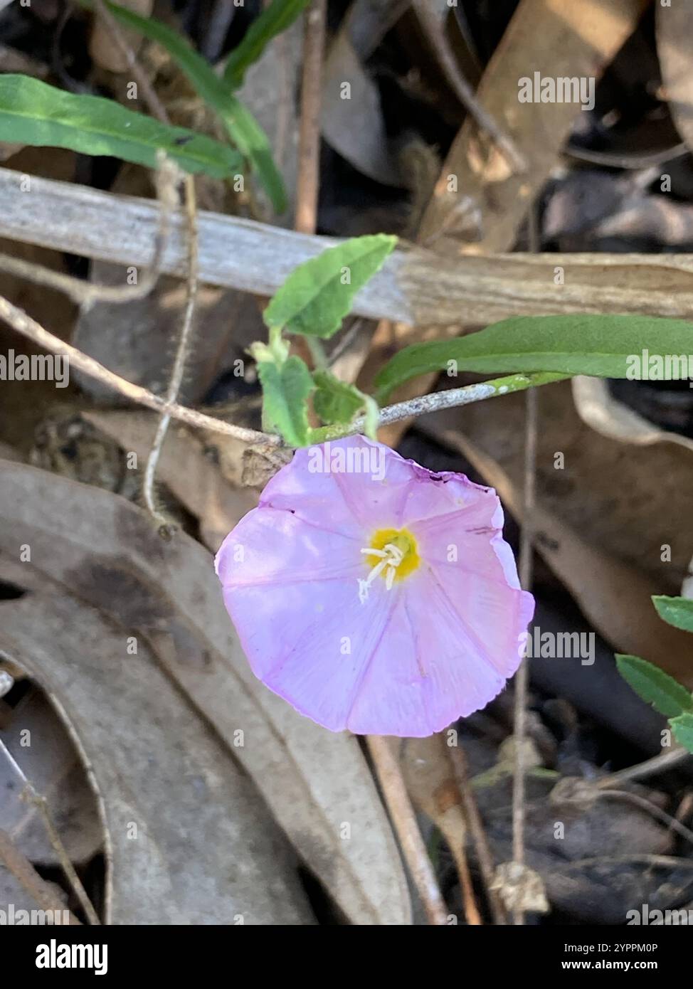 slender bindweed (Polymeria calycina Stock Photo - Alamy