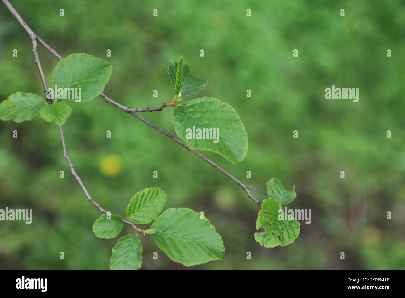 white alder (Alnus rhombifolia Stock Photo - Alamy