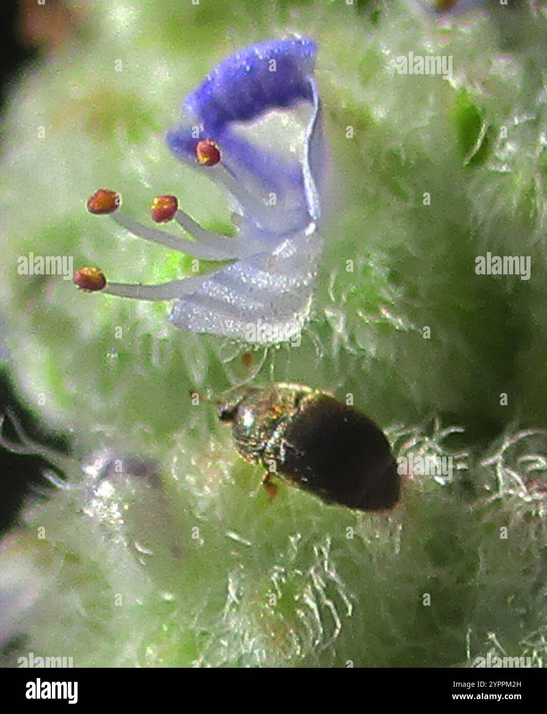 Water, Rove, Scarab, Long-horned, Leaf, and Snout Beetles (Polyphaga ...