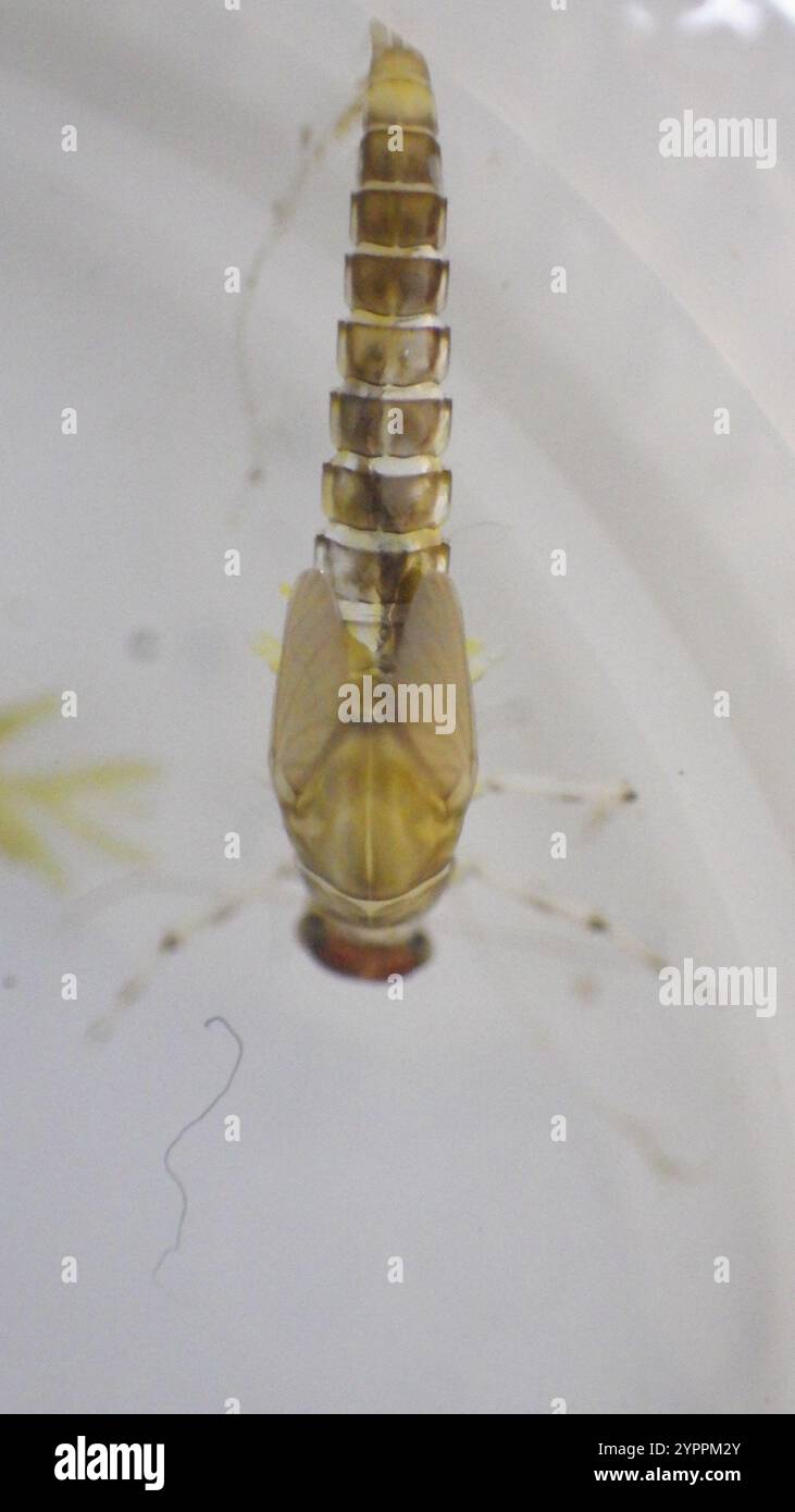 Small Mayflies (Baetidae Stock Photo - Alamy