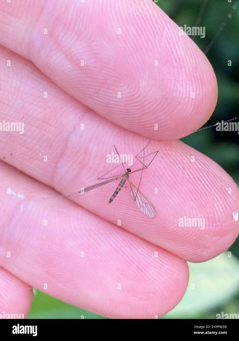 Winter Gnat (Trichocera annulata Stock Photo - Alamy