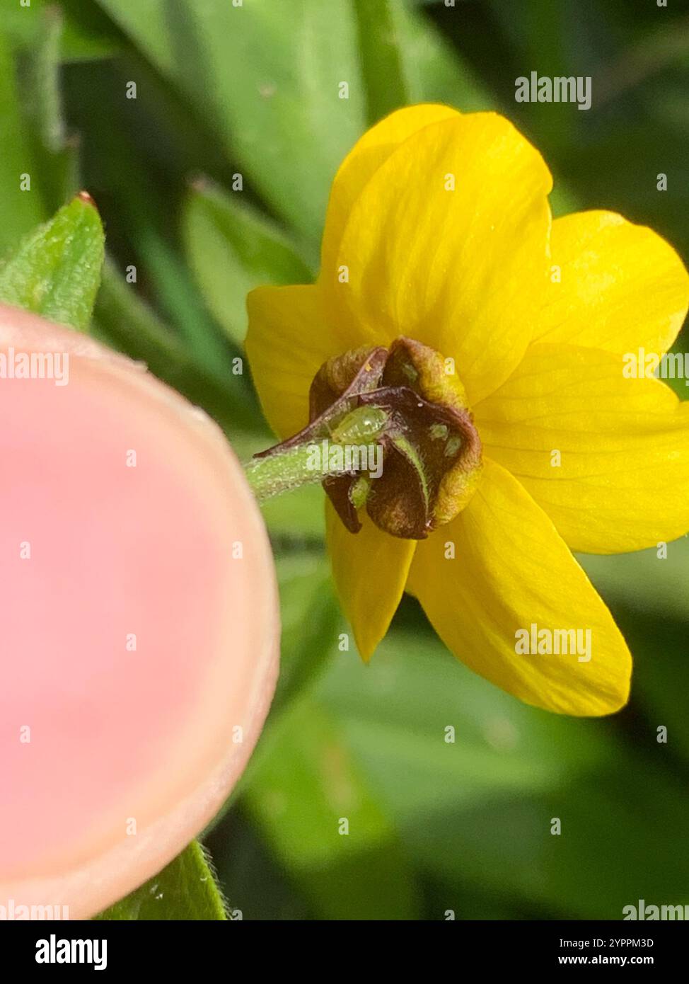 California buttercup (Ranunculus californicus Stock Photo - Alamy
