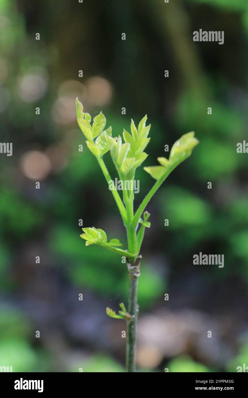 Oregon Ash (Fraxinus latifolia Stock Photo - Alamy