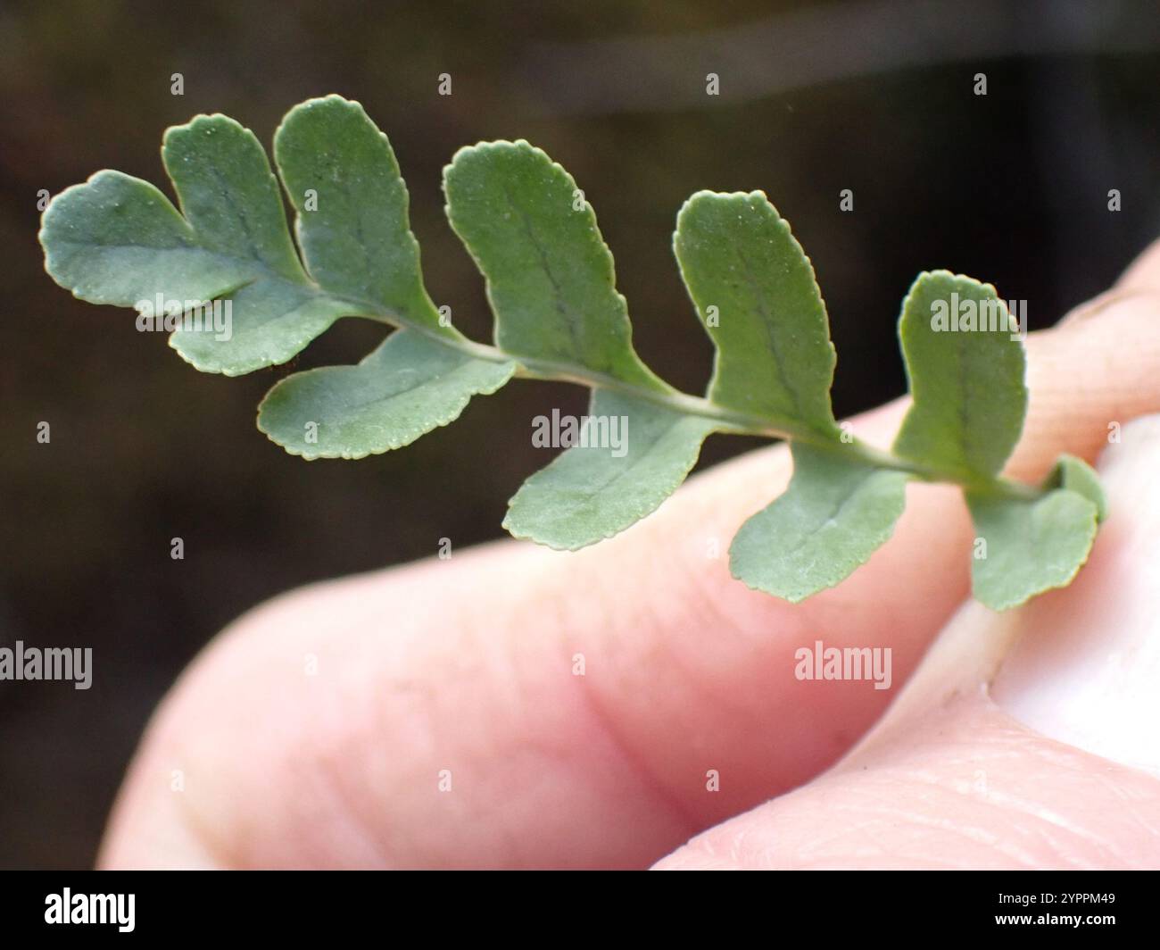 western polypody (Polypodium hesperium Stock Photo - Alamy