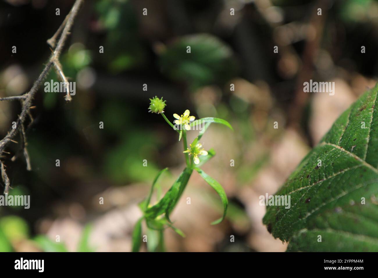 woodland buttercup (Ranunculus uncinatus Stock Photo - Alamy