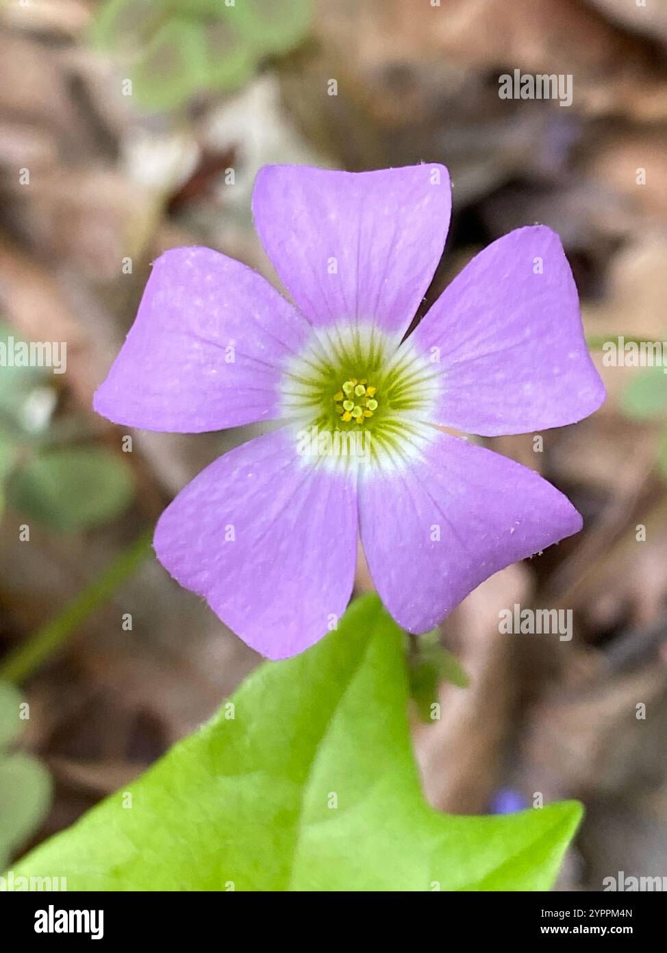 violet woodsorrel (Oxalis violacea Stock Photo - Alamy