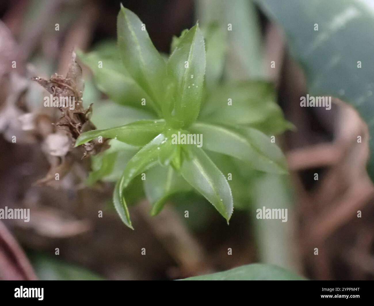 Thyme and Allied Mosses (Plagiomnium Stock Photo - Alamy