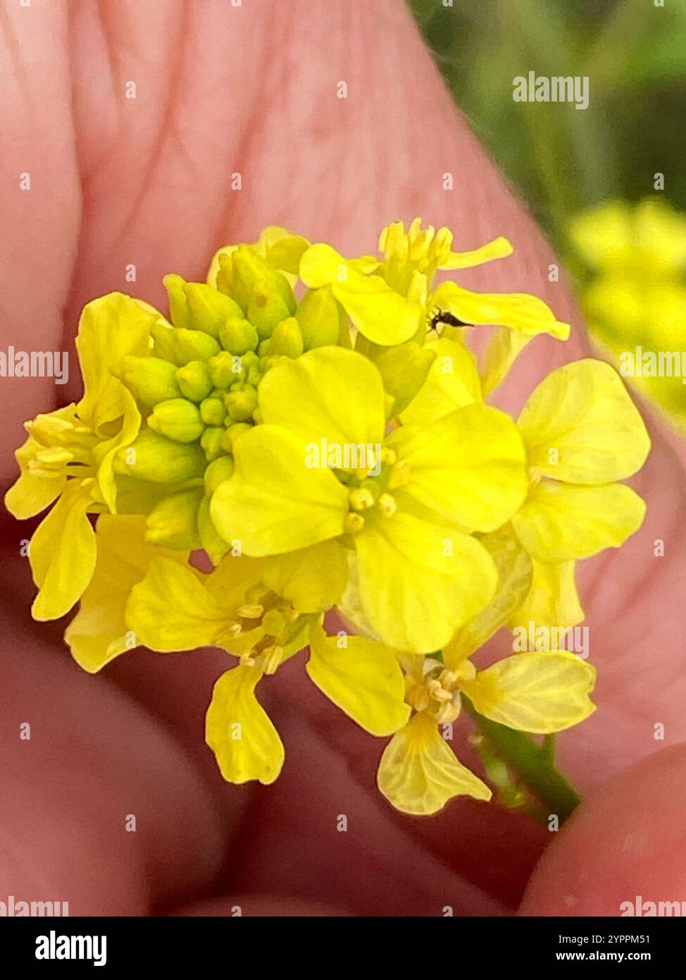 annual bastard cabbage (Rapistrum rugosum Stock Photo - Alamy