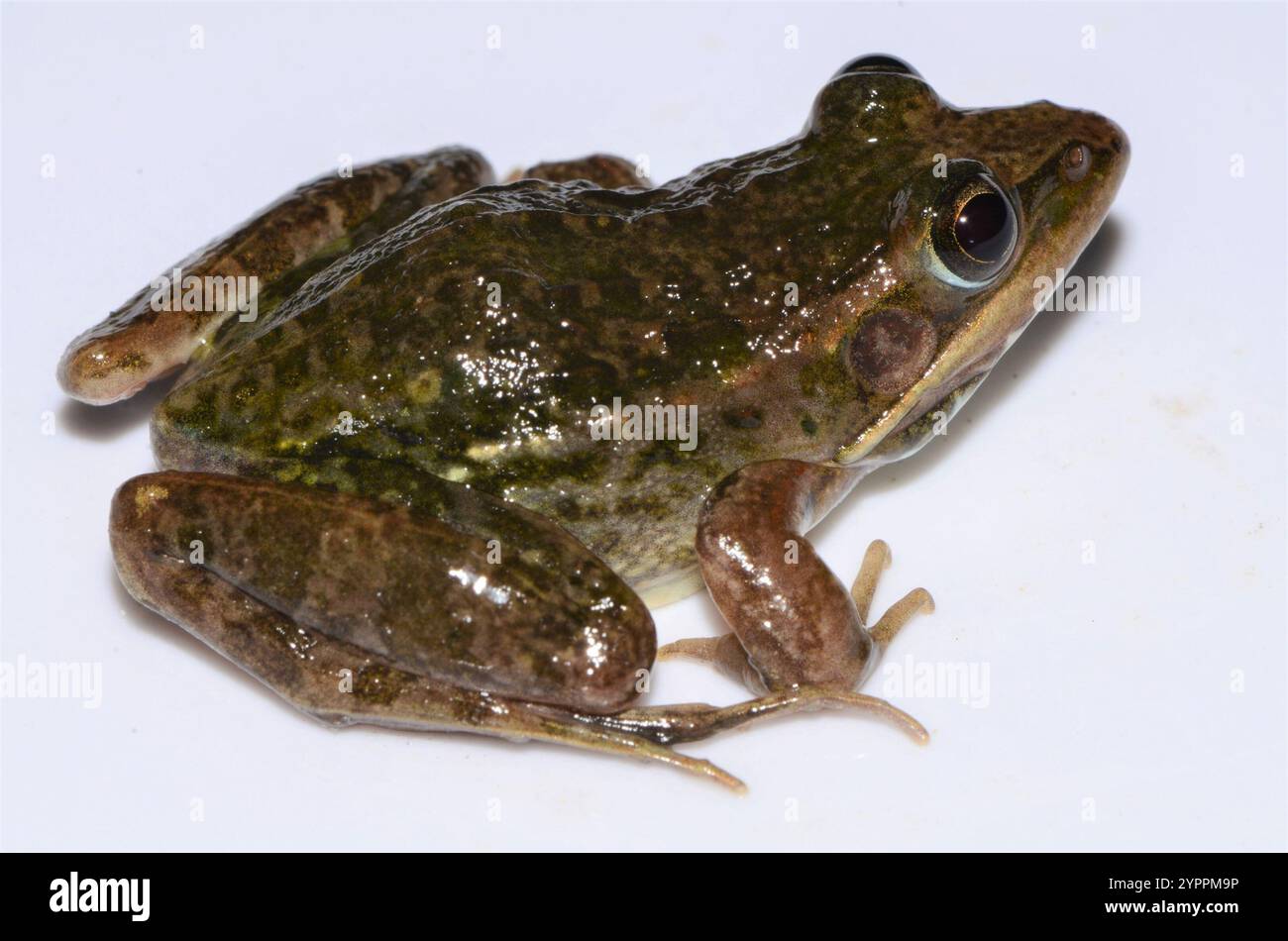 Nile Ridged Frog (Ptychadena nilotica Stock Photo - Alamy