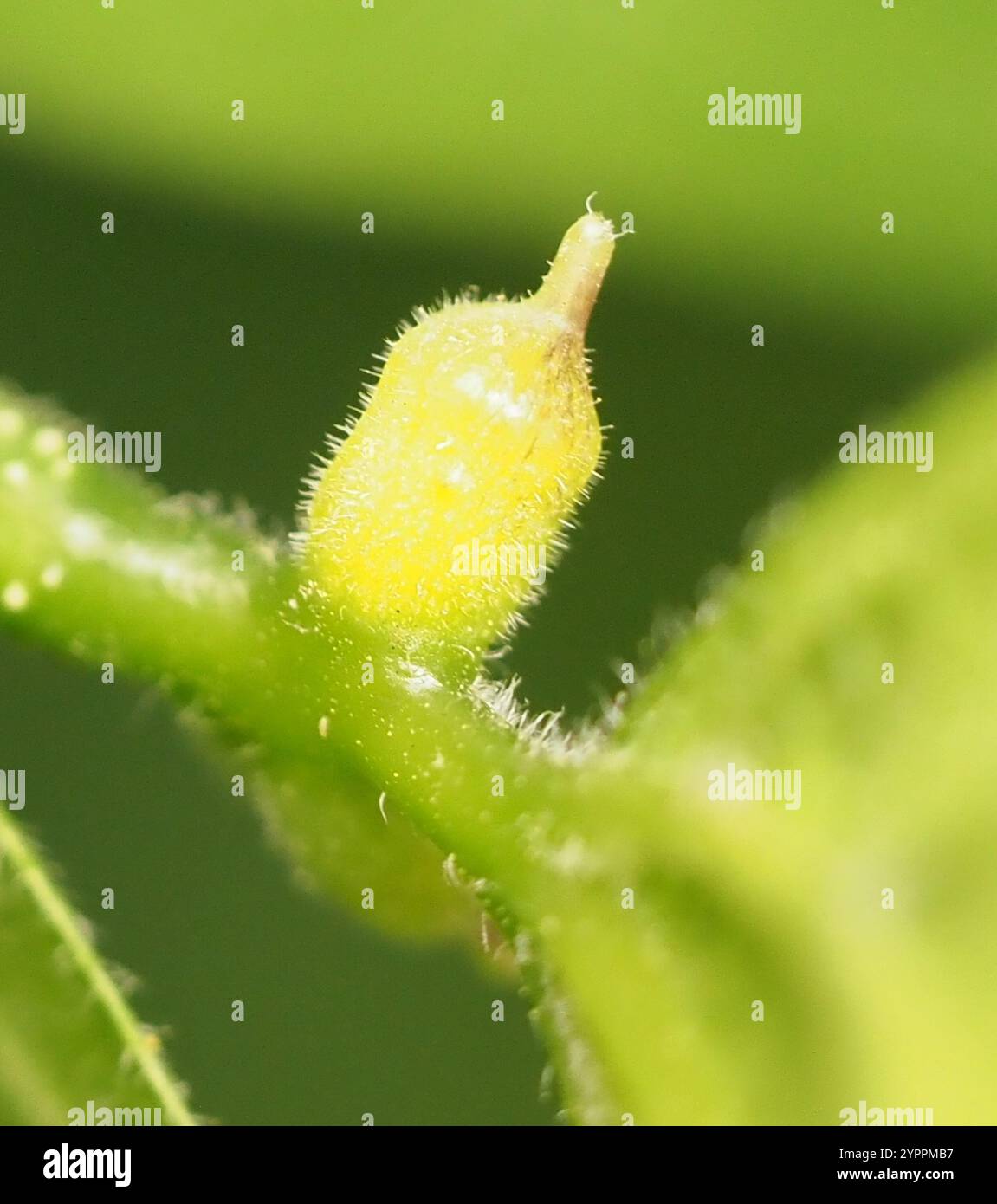 Hackberry Columnar Stem Gall Midge (Celticecis ramicola Stock Photo - Alamy