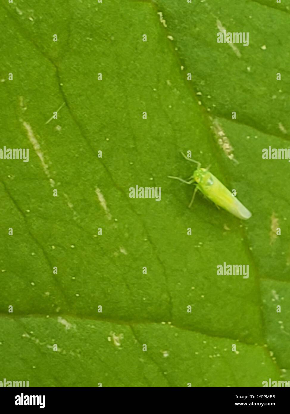 Typical Leafhoppers (Cicadellidae Stock Photo - Alamy