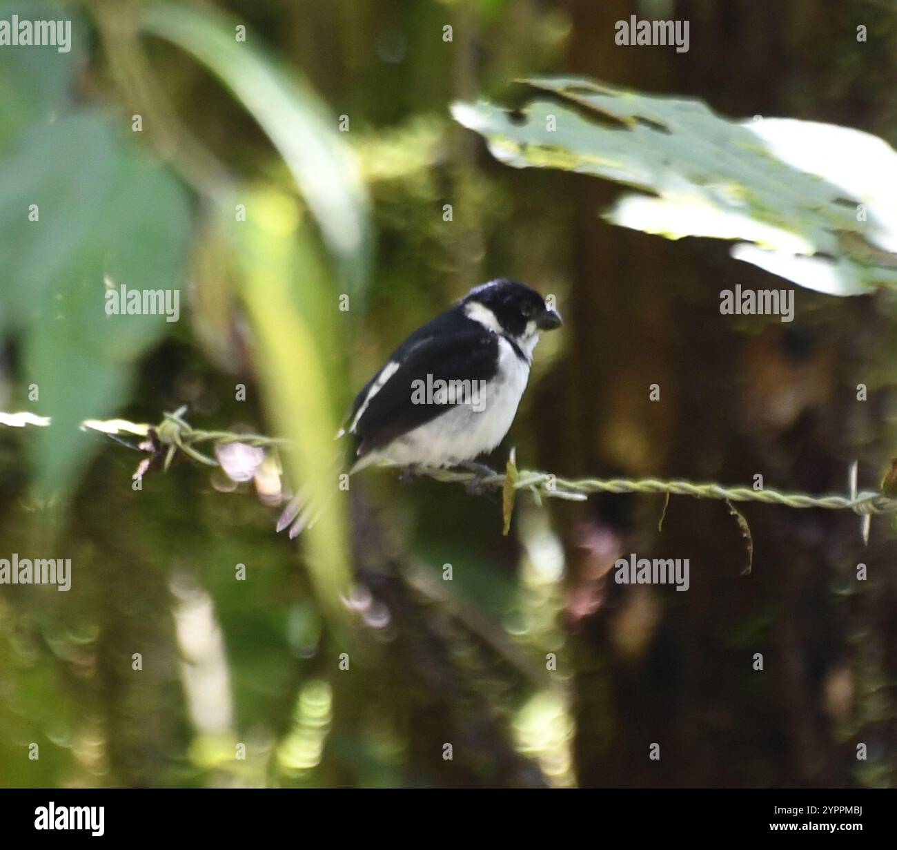 Variable seedeater sporophila corvina hi-res stock photography and ...