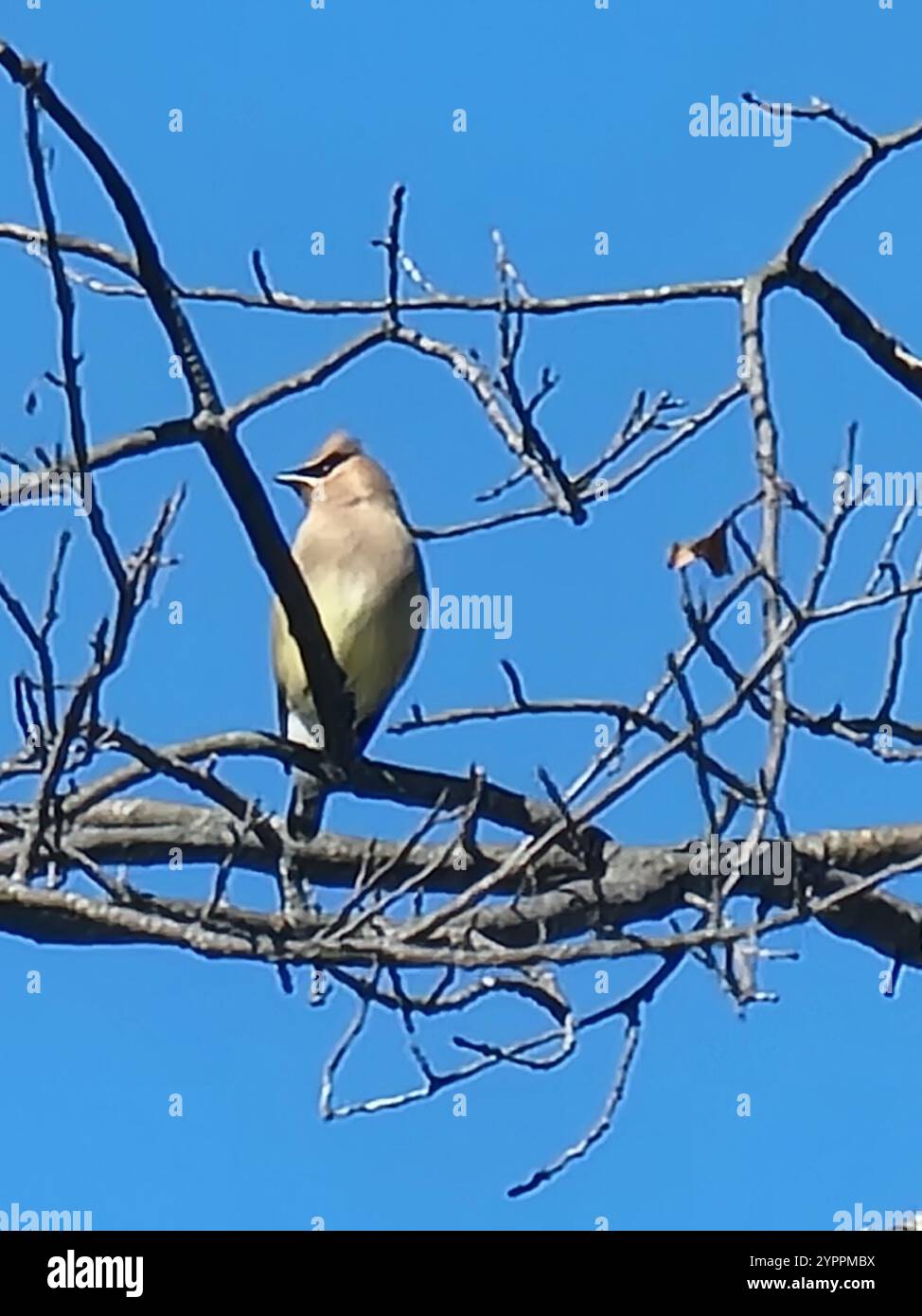 Cedar Waxwing (Bombycilla cedrorum Stock Photo - Alamy