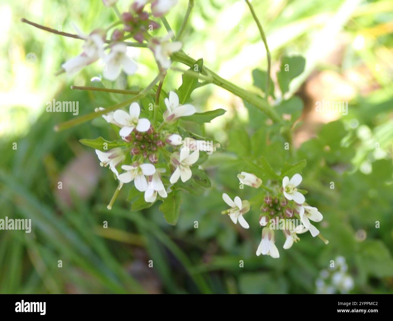 wavy bittercress (Cardamine flexuosa Stock Photo - Alamy