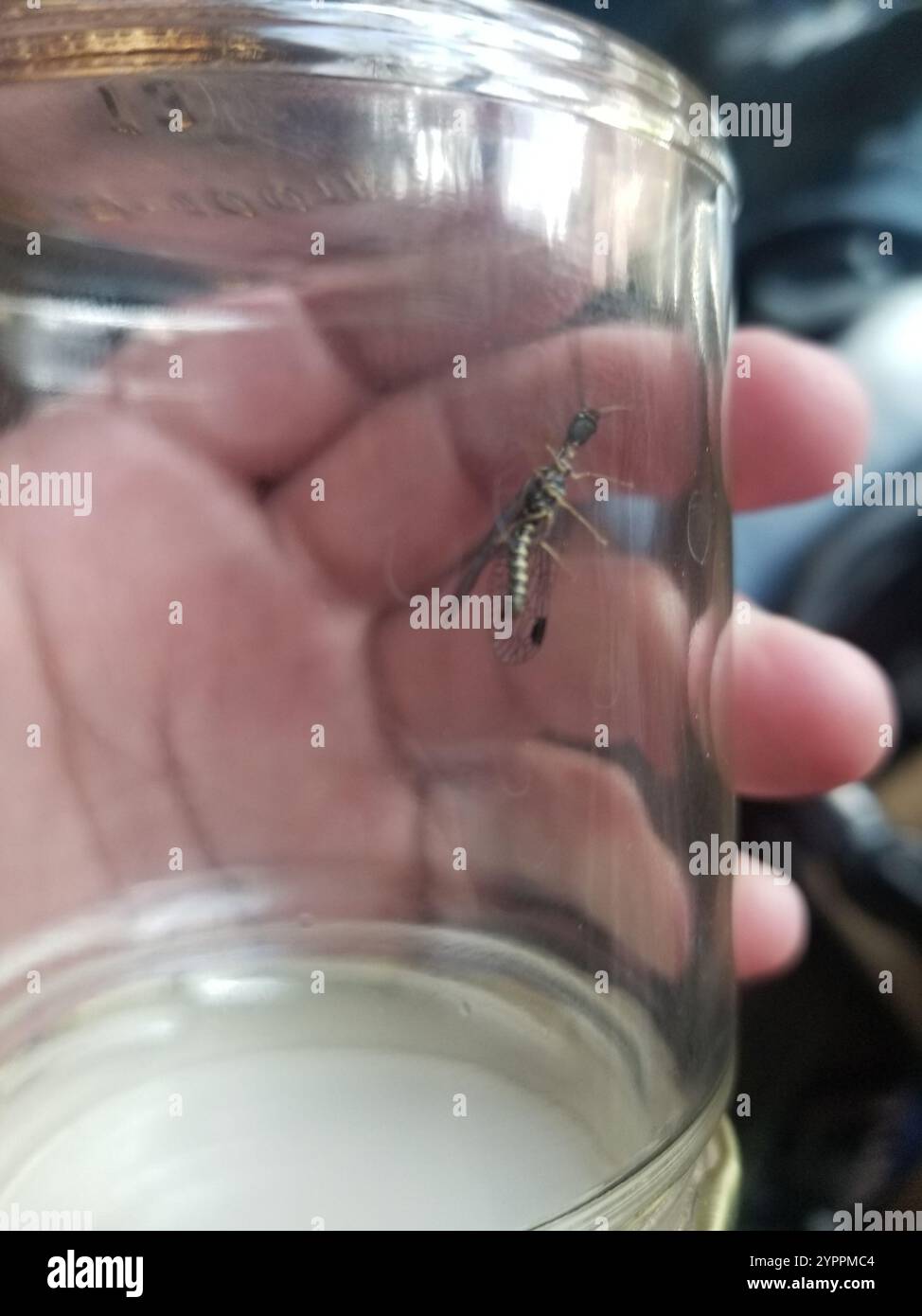 American Square-headed Snakeflies (Negha Stock Photo - Alamy