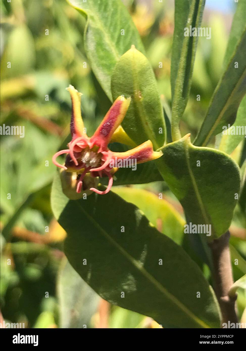 Hallab (Periploca laevigata Stock Photo - Alamy