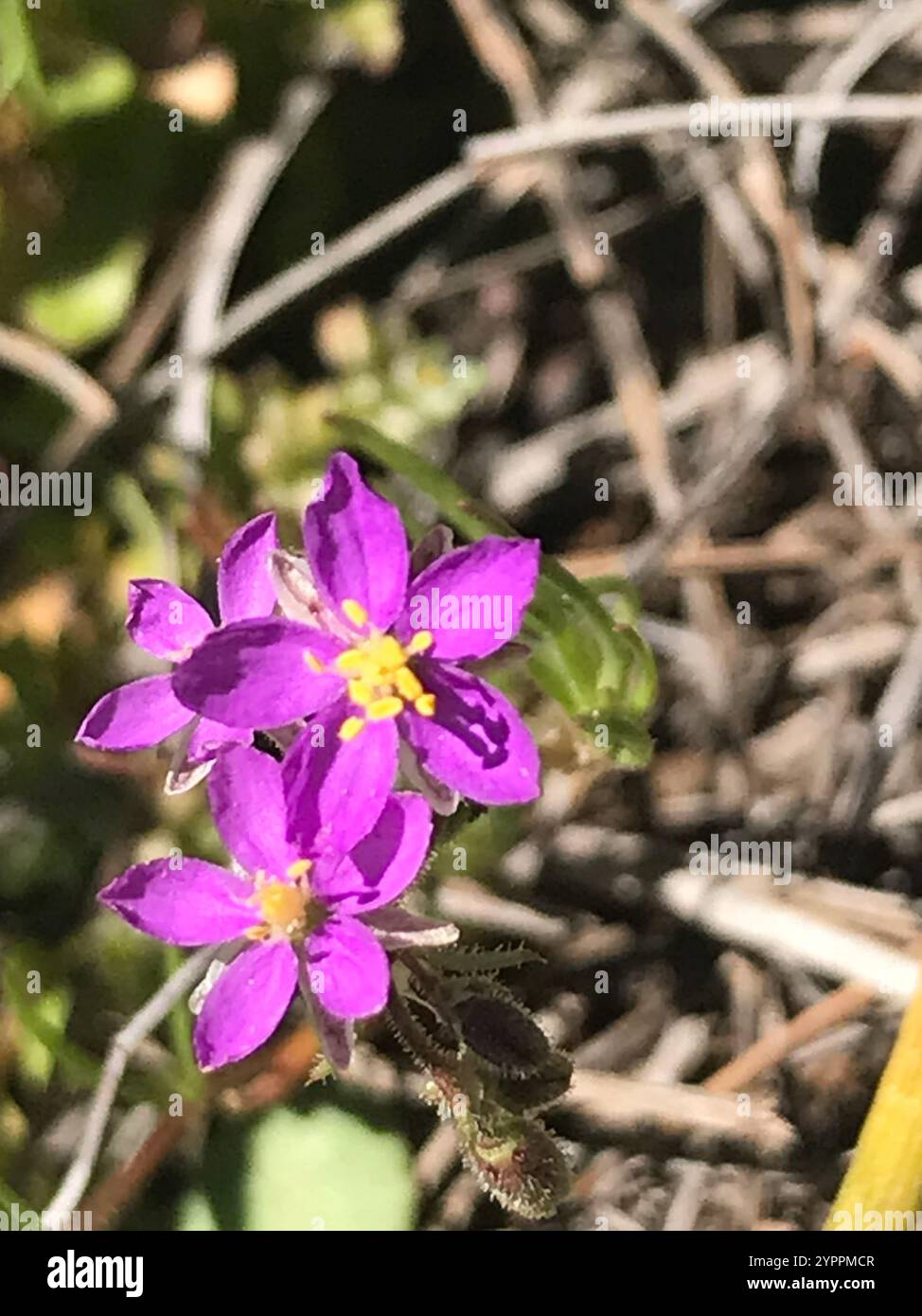 flowering plants (Angiospermae Stock Photo - Alamy