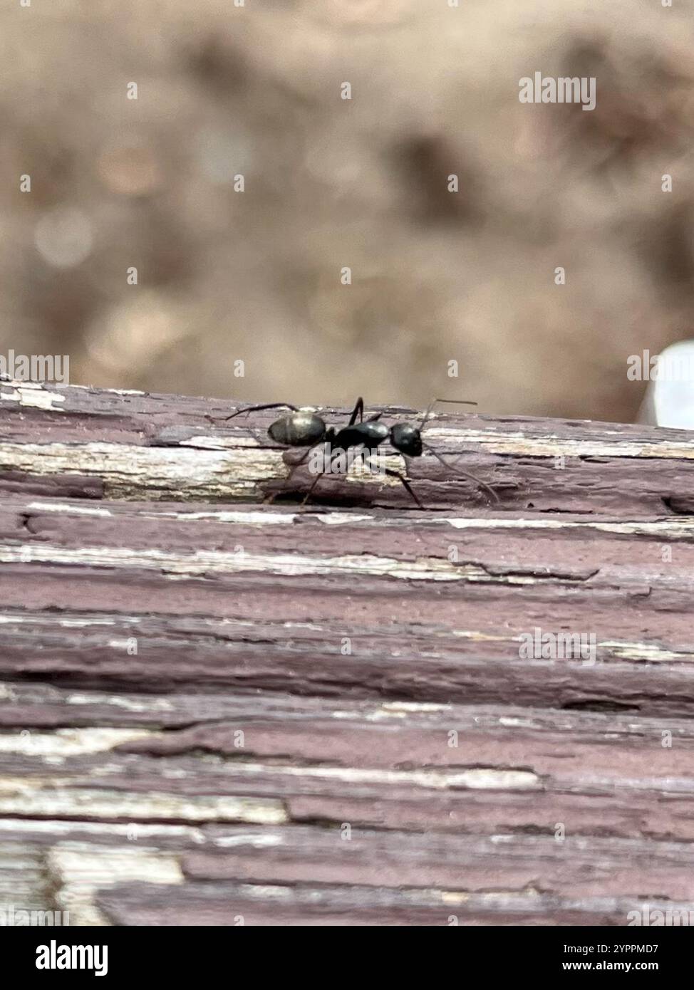 Eastern black carpenter ant hi-res stock photography and images - Alamy