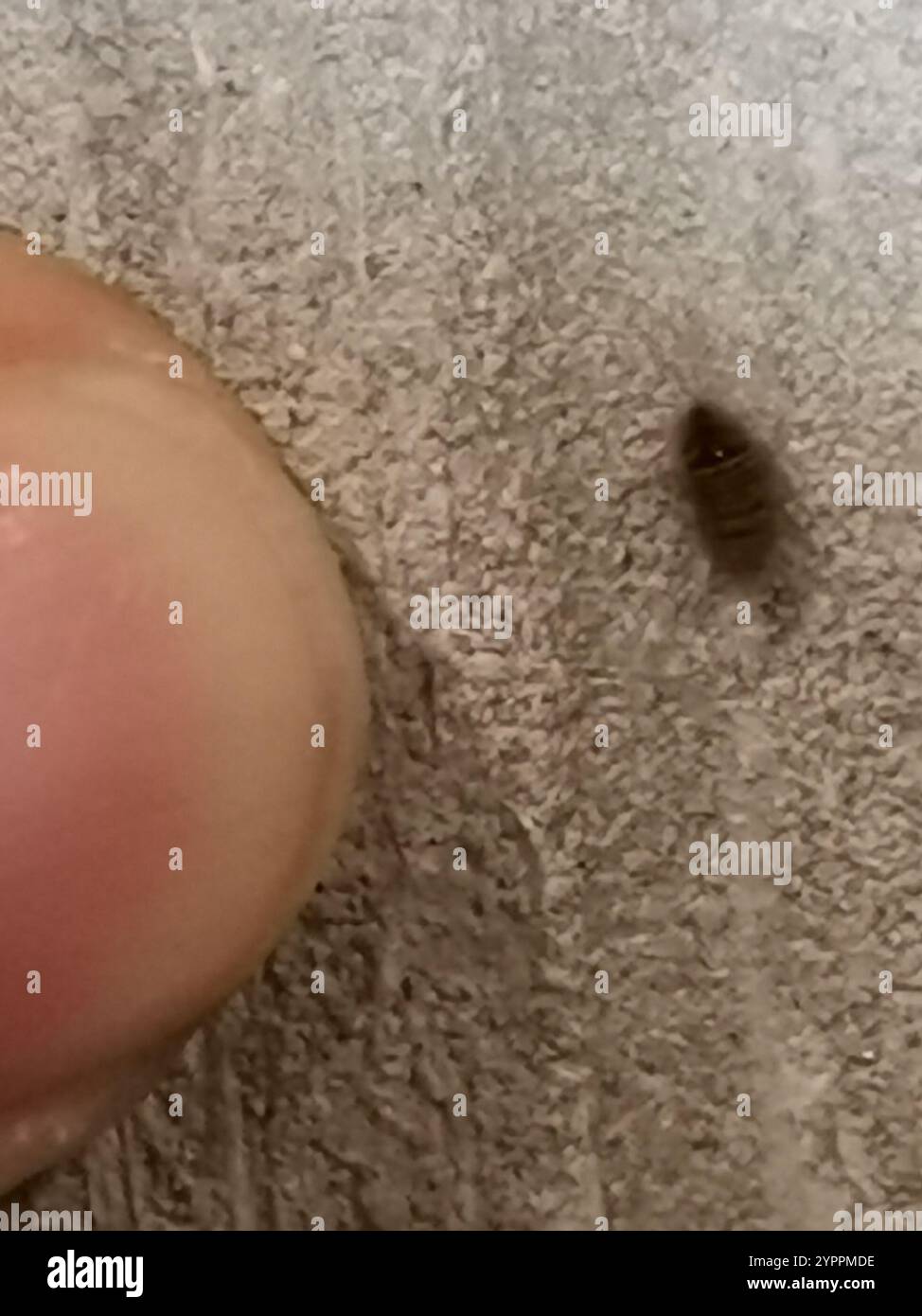 Museum Beetle (Anthrenus museorum Stock Photo - Alamy