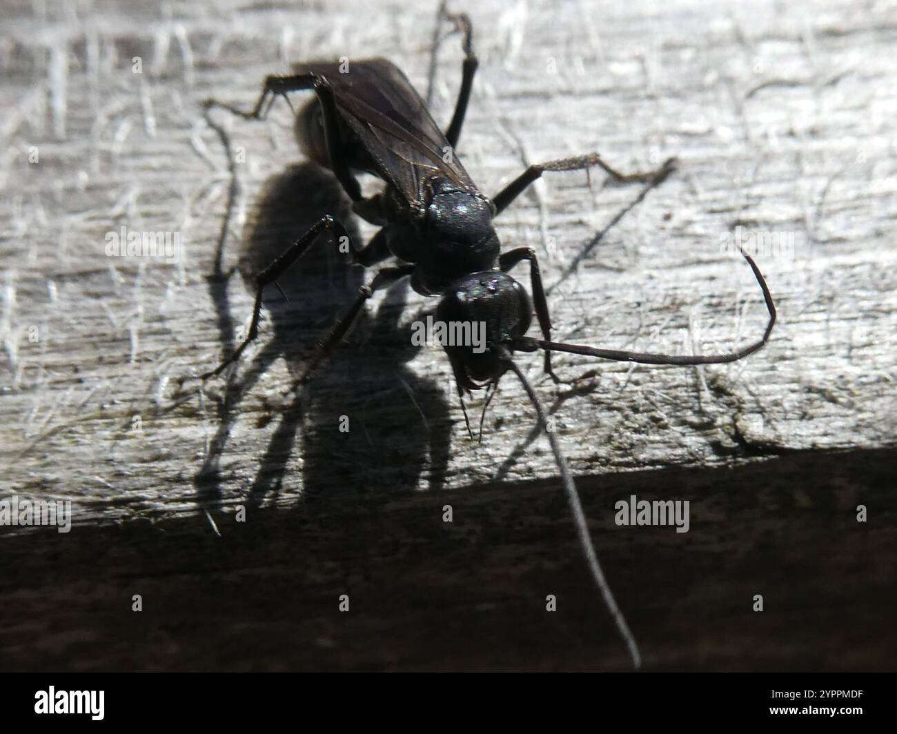 Spider Wasps (Pompilidae Stock Photo - Alamy