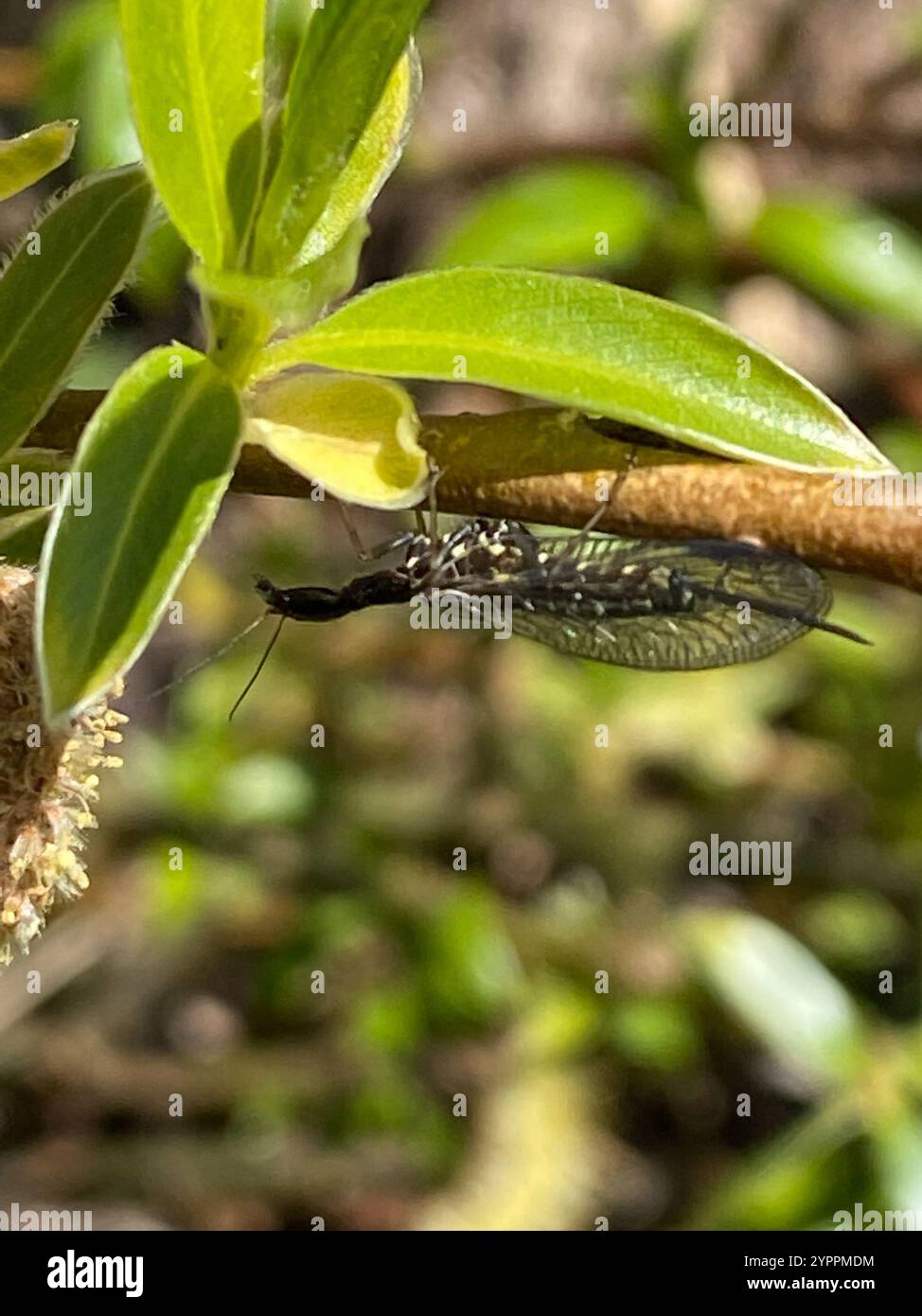 oak snakefly (Phaeostigma notata Stock Photo - Alamy