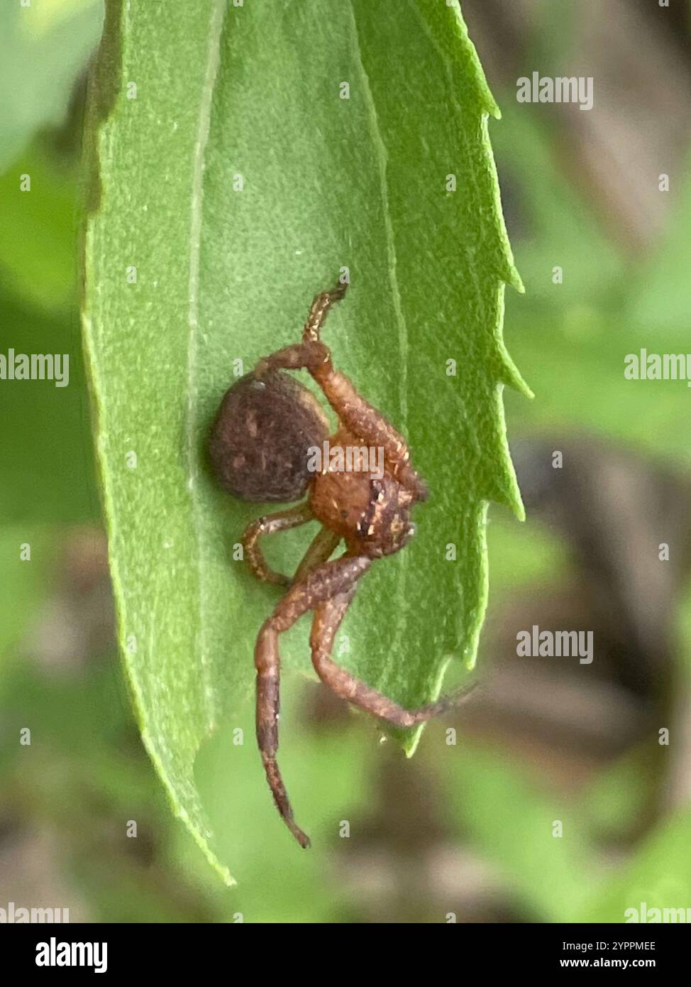 Crab Spiders (Thomisidae Stock Photo - Alamy