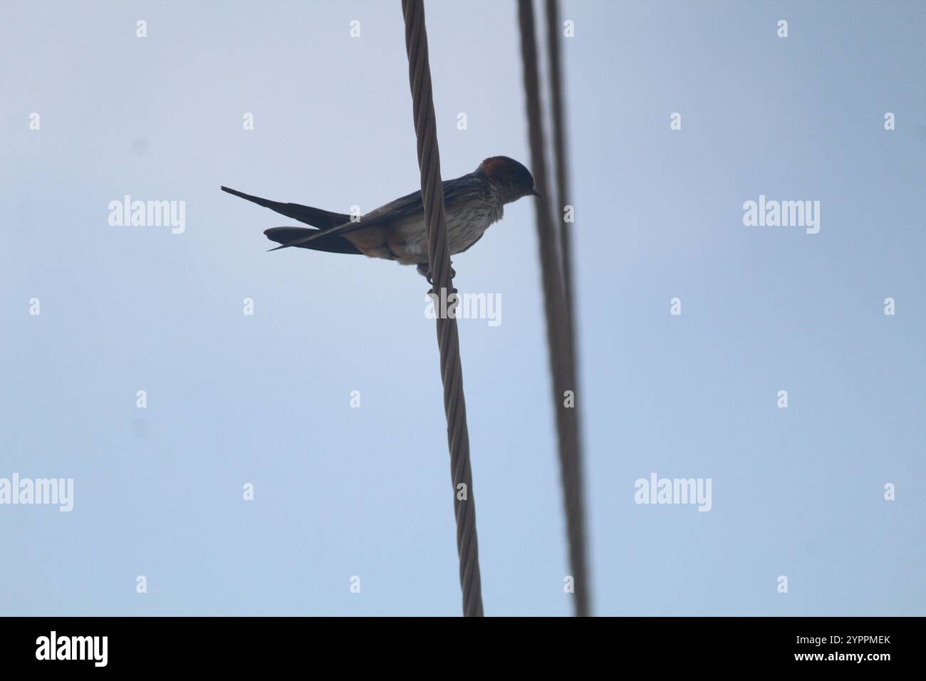 Eastern Red-rumped Swallow (Cecropis daurica Stock Photo - Alamy