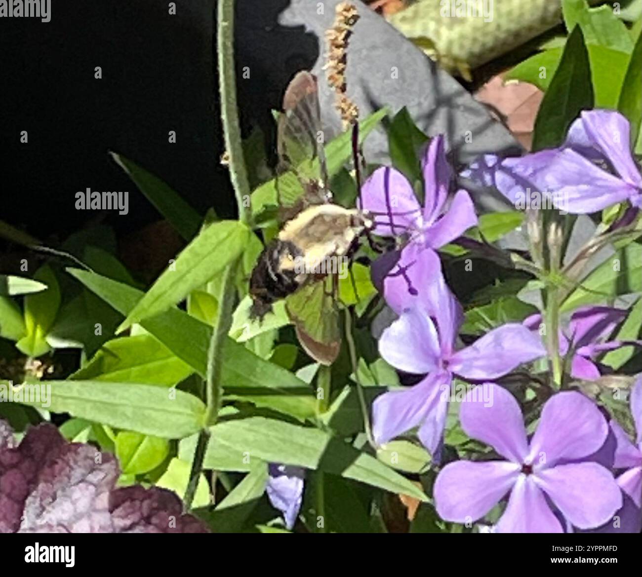 Snowberry Clearwing (Hemaris diffinis Stock Photo - Alamy