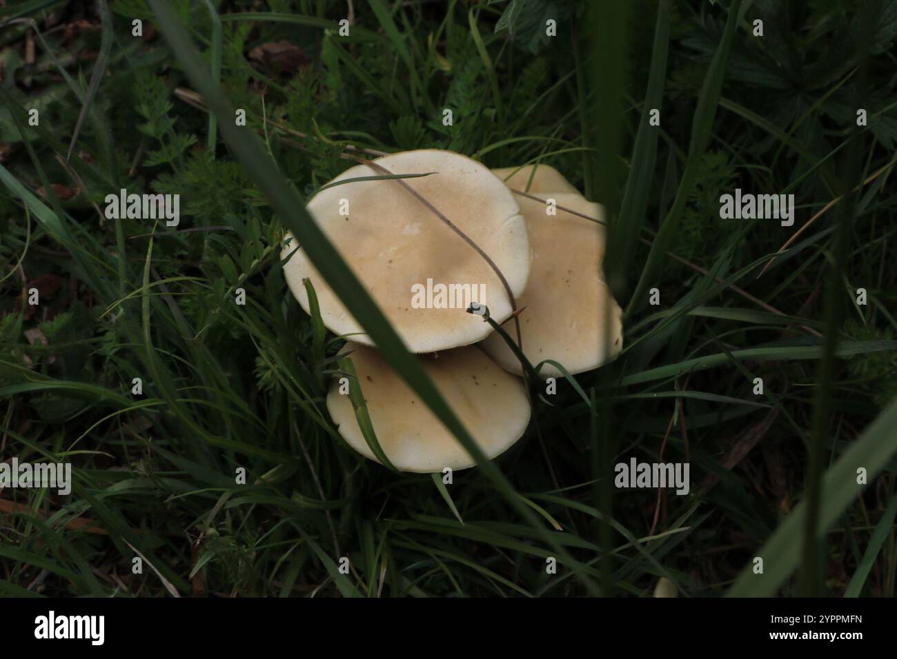 Spring fieldcap hi-res stock photography and images - Alamy