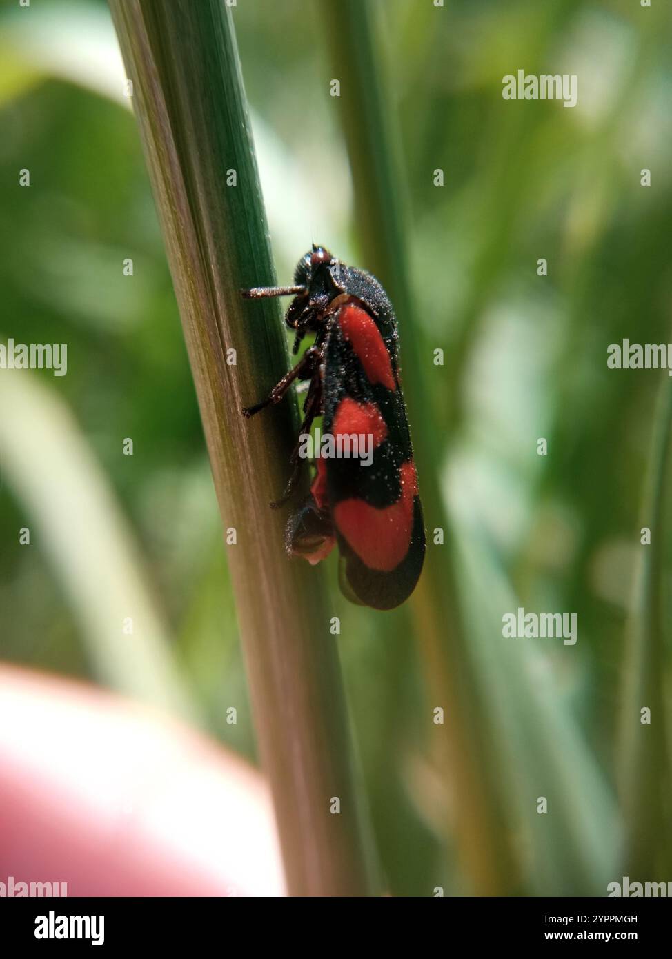 Common Froghopper (Cercopis vulnerata Stock Photo - Alamy