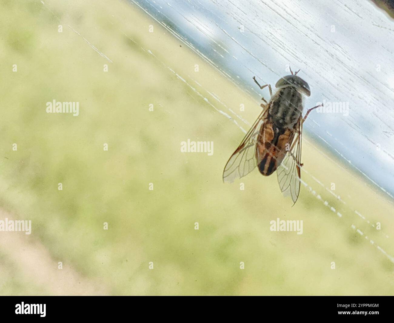 True Horse Flies (Tabanus Stock Photo - Alamy