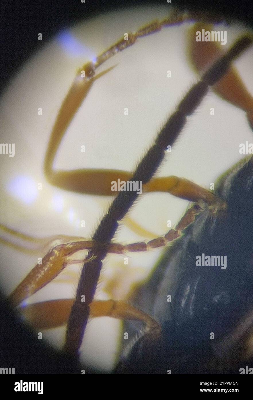 Proctotrupidae hi-res stock photography and images - Alamy