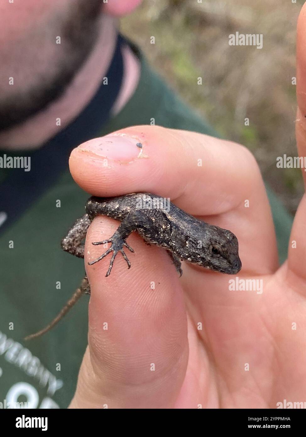 Prairie Lizard (Sceloporus consobrinus Stock Photo - Alamy