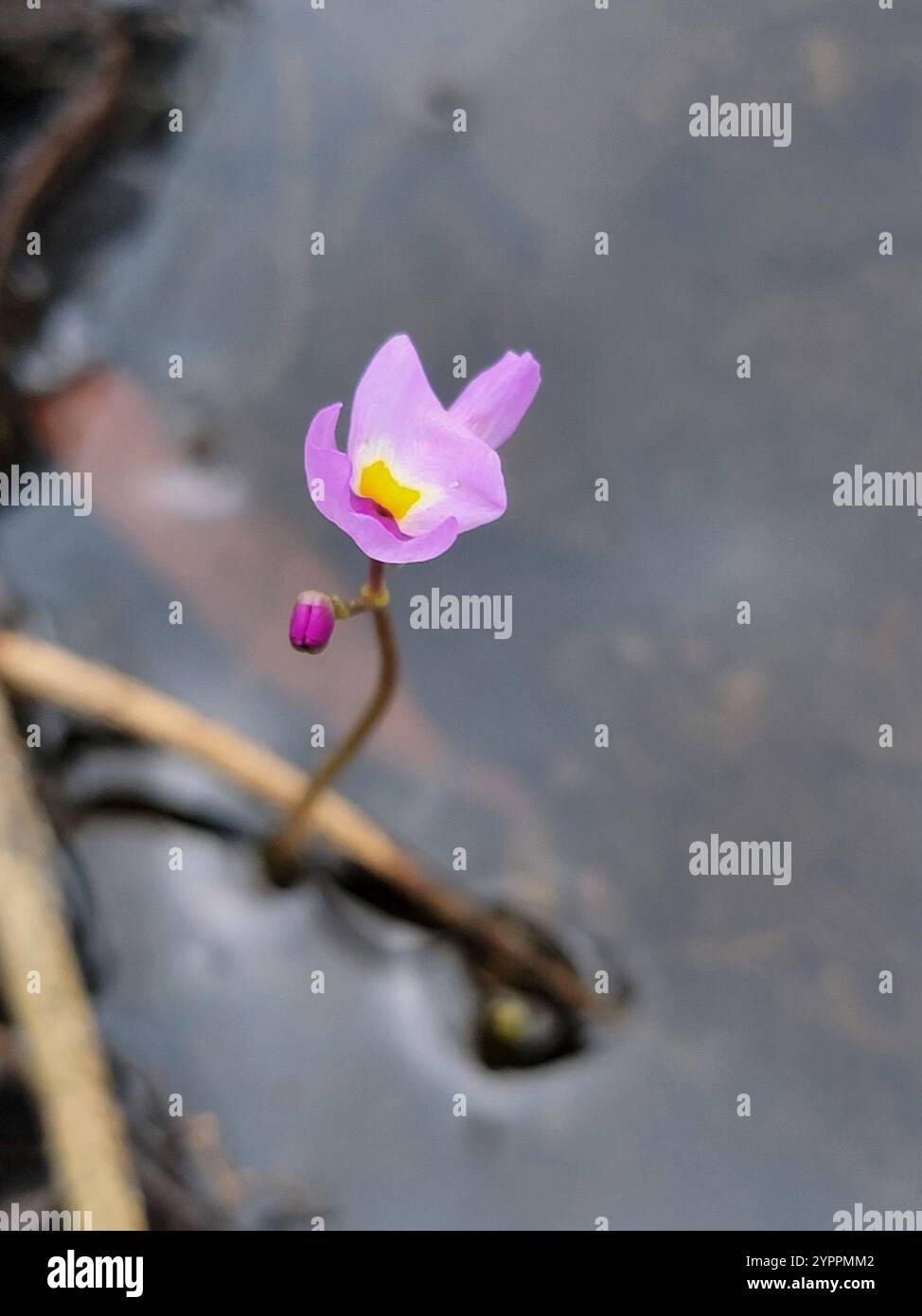Purple Bladderwort (Utricularia purpurea Stock Photo - Alamy