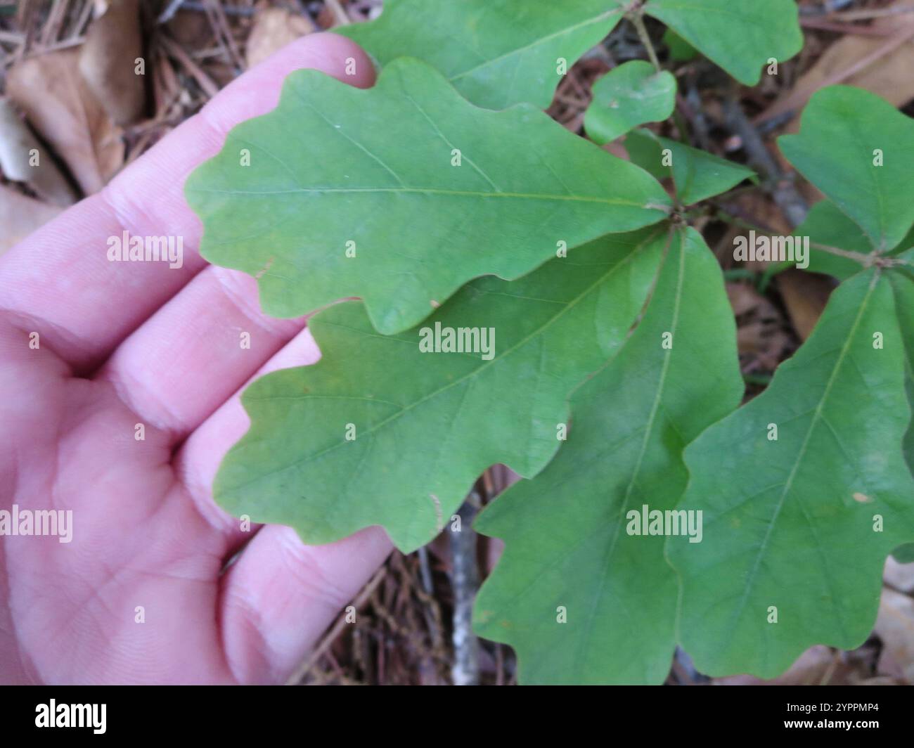 white oak (Quercus alba Stock Photo - Alamy