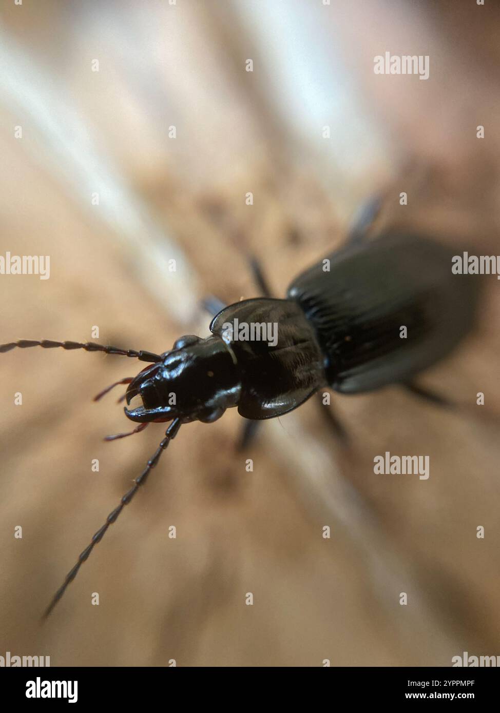 Blackclock Ground Beetles (Pterostichus Stock Photo - Alamy