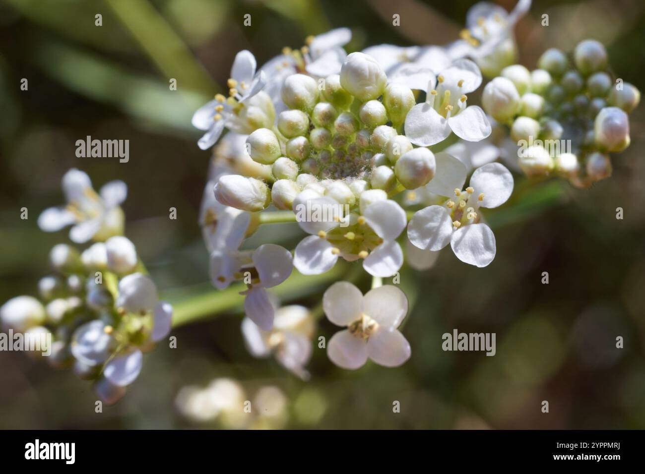 desert pepperweed (Lepidium fremontii Stock Photo - Alamy