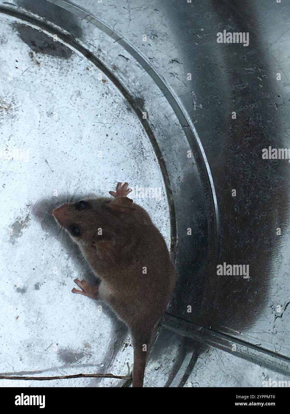 Eastern Pygmy Possum (Cercartetus nana Stock Photo - Alamy