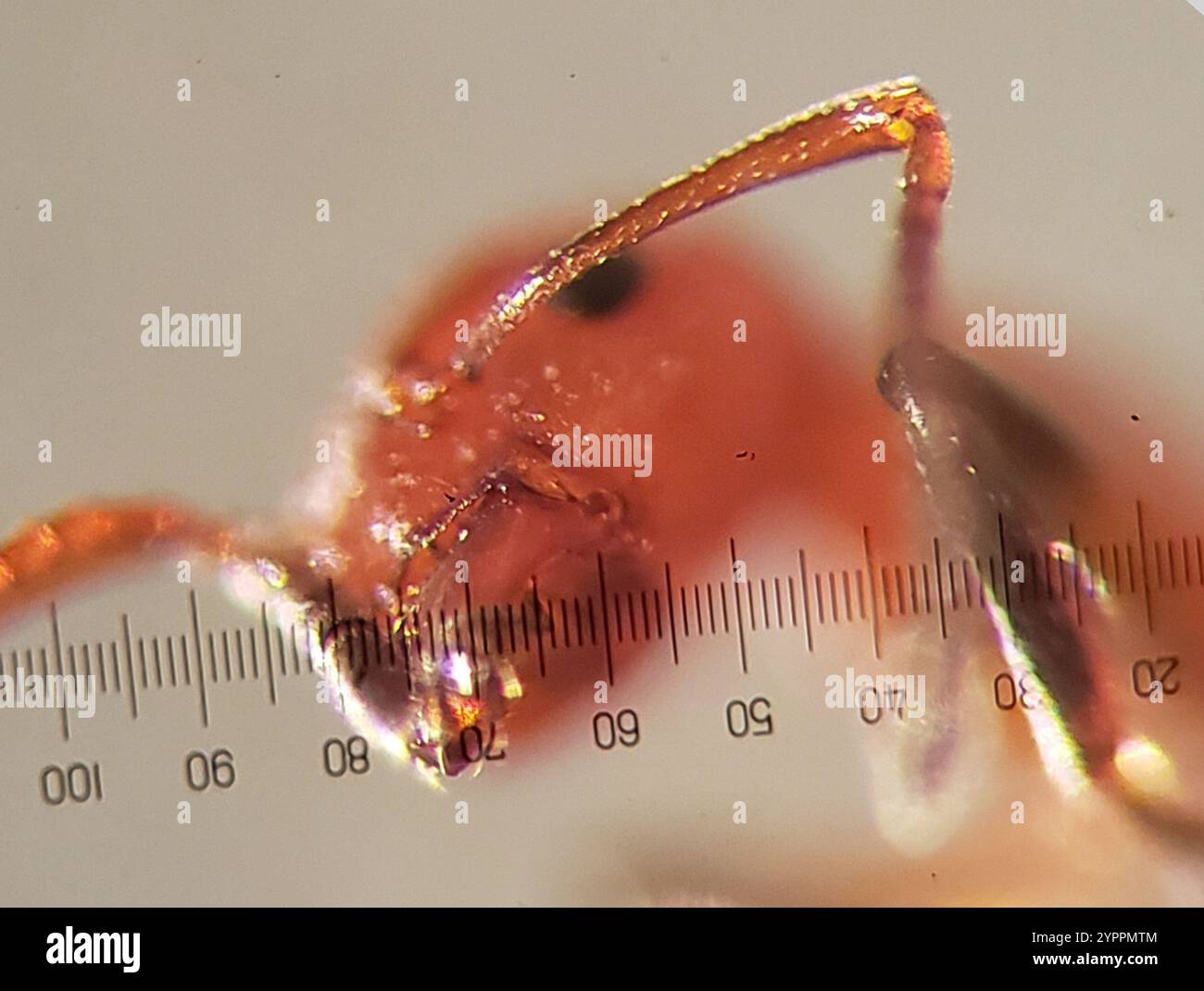 Odorous ant hi-res stock photography and images - Alamy