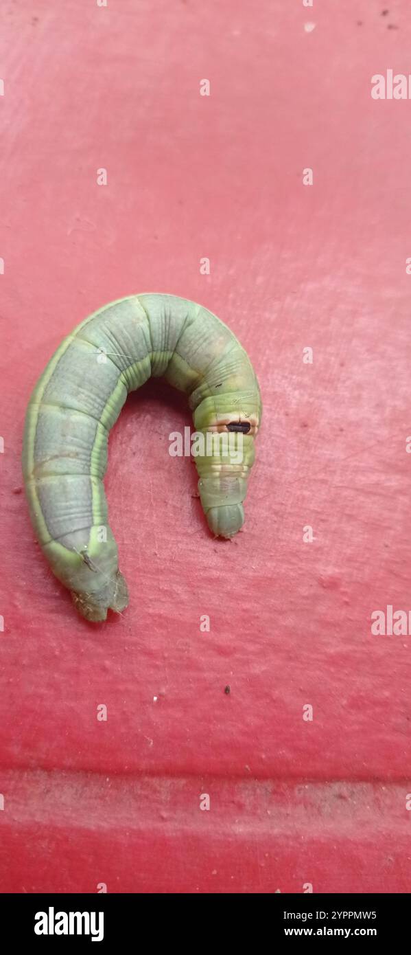 Sphinx Moths (Sphingidae Stock Photo - Alamy